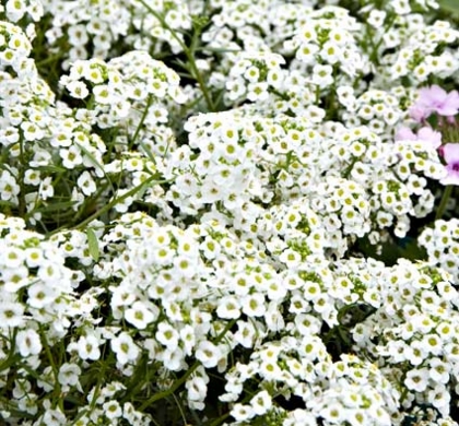 Snow Princess Sweet Alyssum Natorp S Online Plant Store