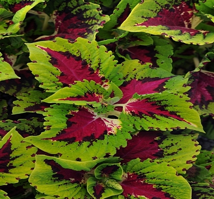 Rose Kong Junior Coleus | Natorp's Online Plant Store