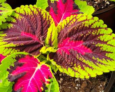 Rose Kong Coleus | Natorp's Online Plant Store