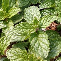 Kentucky Colonel Spearmint | Natorp's Online Plant Store