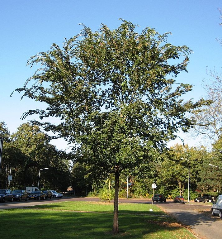 Lace Bark Elm (Chinese Elm) | Natorp's Online Plant Store Lace Bark Elm (Chinese Elm) | Natorp's Online Plant Store