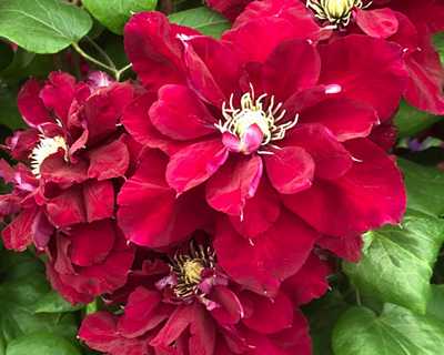 Charmaine™ Clematis | Natorp's Online Plant Store