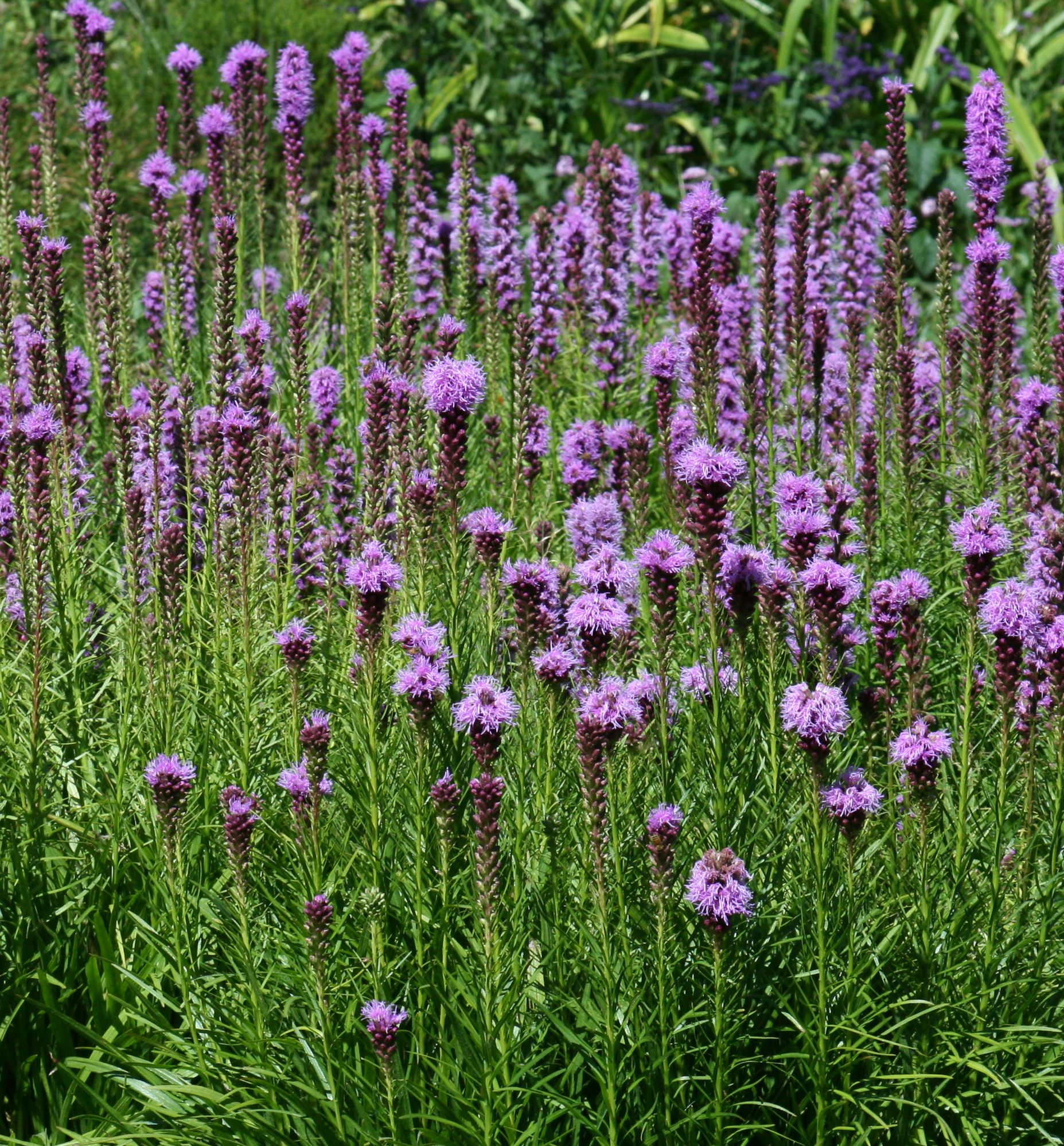 Kobold Liatris | Natorp's Online Plant Store Kobold Liatris | Natorp's Online Plant Store