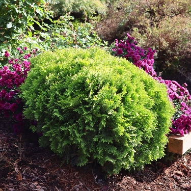 Golden Child Arborvitae | Natorp's Online Plant Store