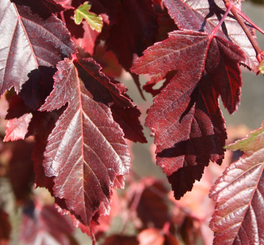 Flame Amur Maple Multi-stem | Natorp's Online Plant Store