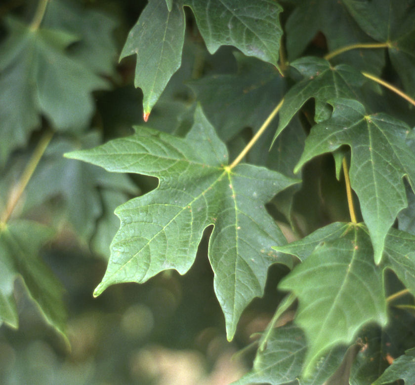 Legacy Sugar Maple | Natorp's Online Plant Store