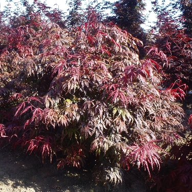 Oregon Sunset Japanese Maple | Natorp's Online Plant Store