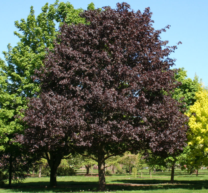 Royal Red Maple | Natorp's Online Plant Store