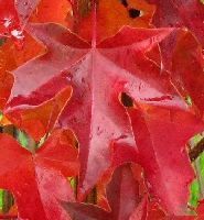 Urban Sunset® Maple | Natorp's Online Plant Store