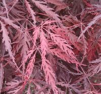 Red Dragon Laceleaf Japanese Maple | Natorp's Online Plant Store