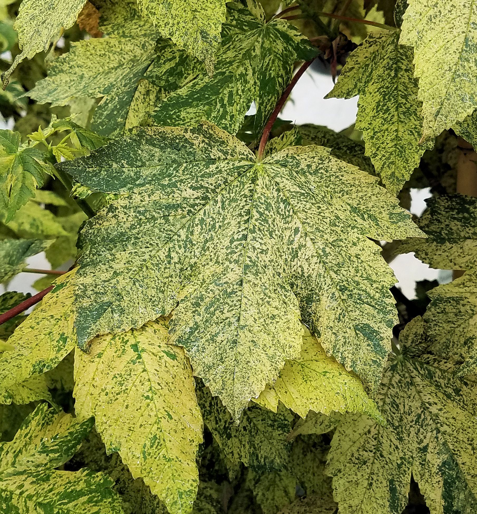 Eskimo Sunset Sycamore Maple | Natorp's Online Plant Store