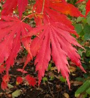 Northern Glow® Japanese Maple Low Branch | Natorp's Online Plant Store