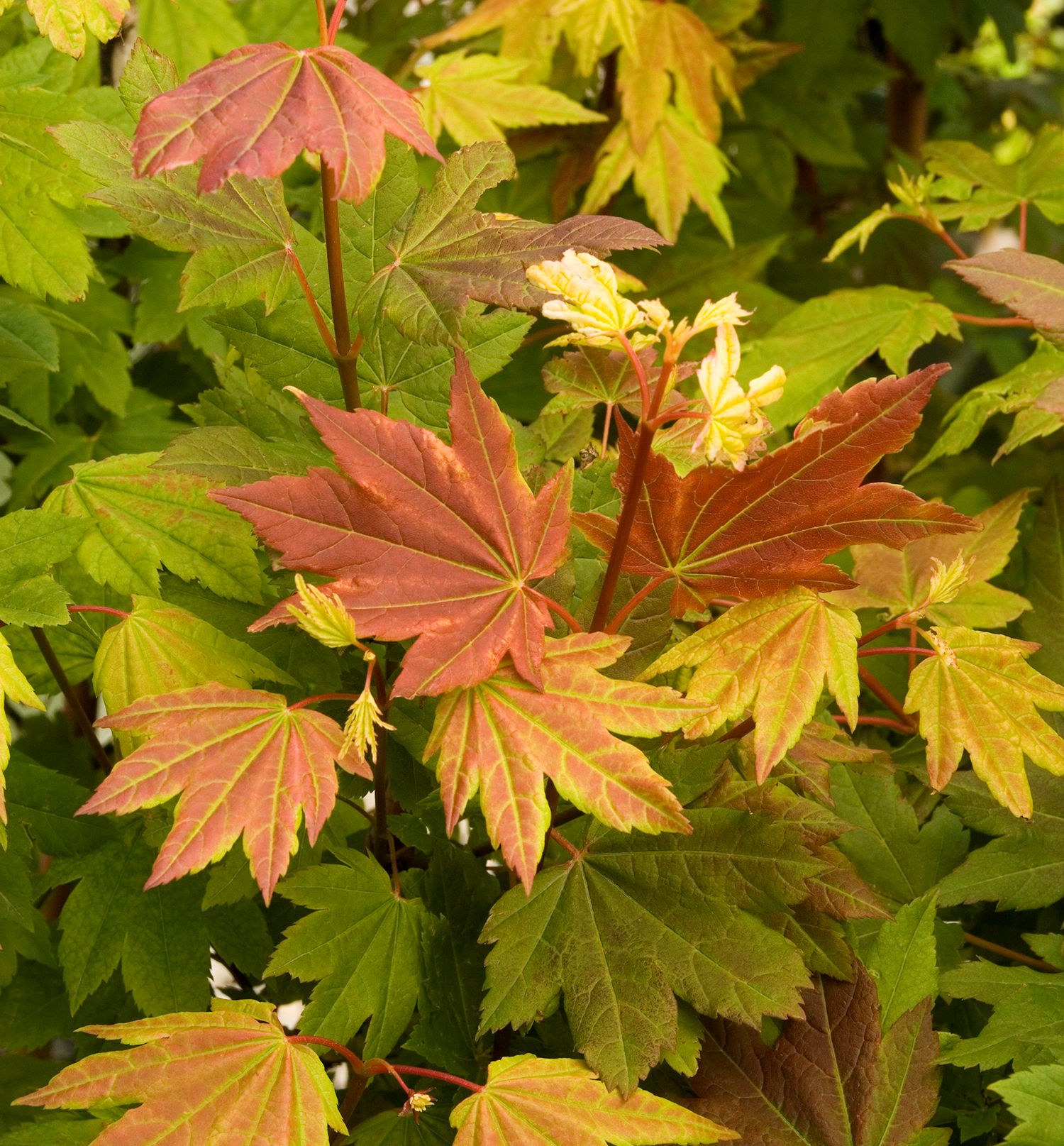 Pacific Fire Vine Maple | Natorp's Online Plant Store