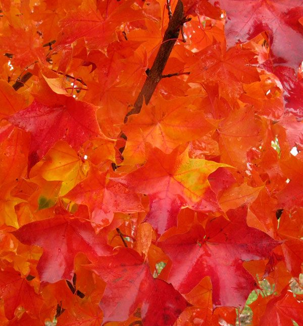 Ruby Sunset® Maple | Natorp's Online Plant Store