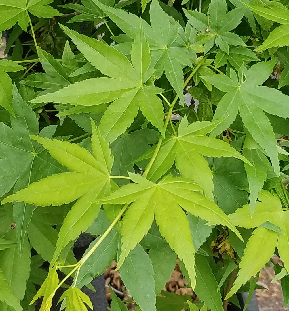Ryusen Weeping Japanese Maple | Natorp's Online Plant Store
