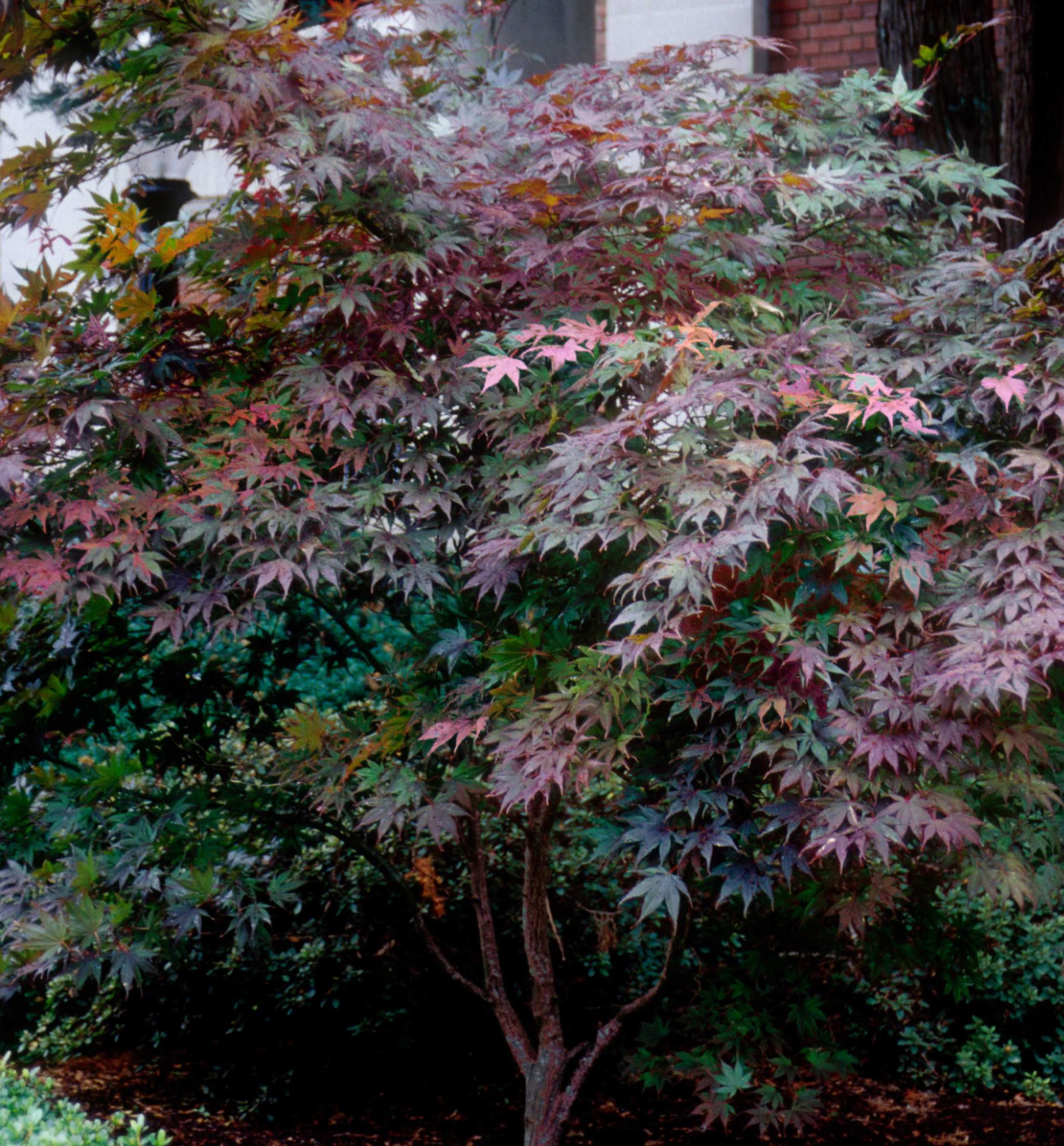 Redleaf Japanese Maple | Natorp's Online Plant Store