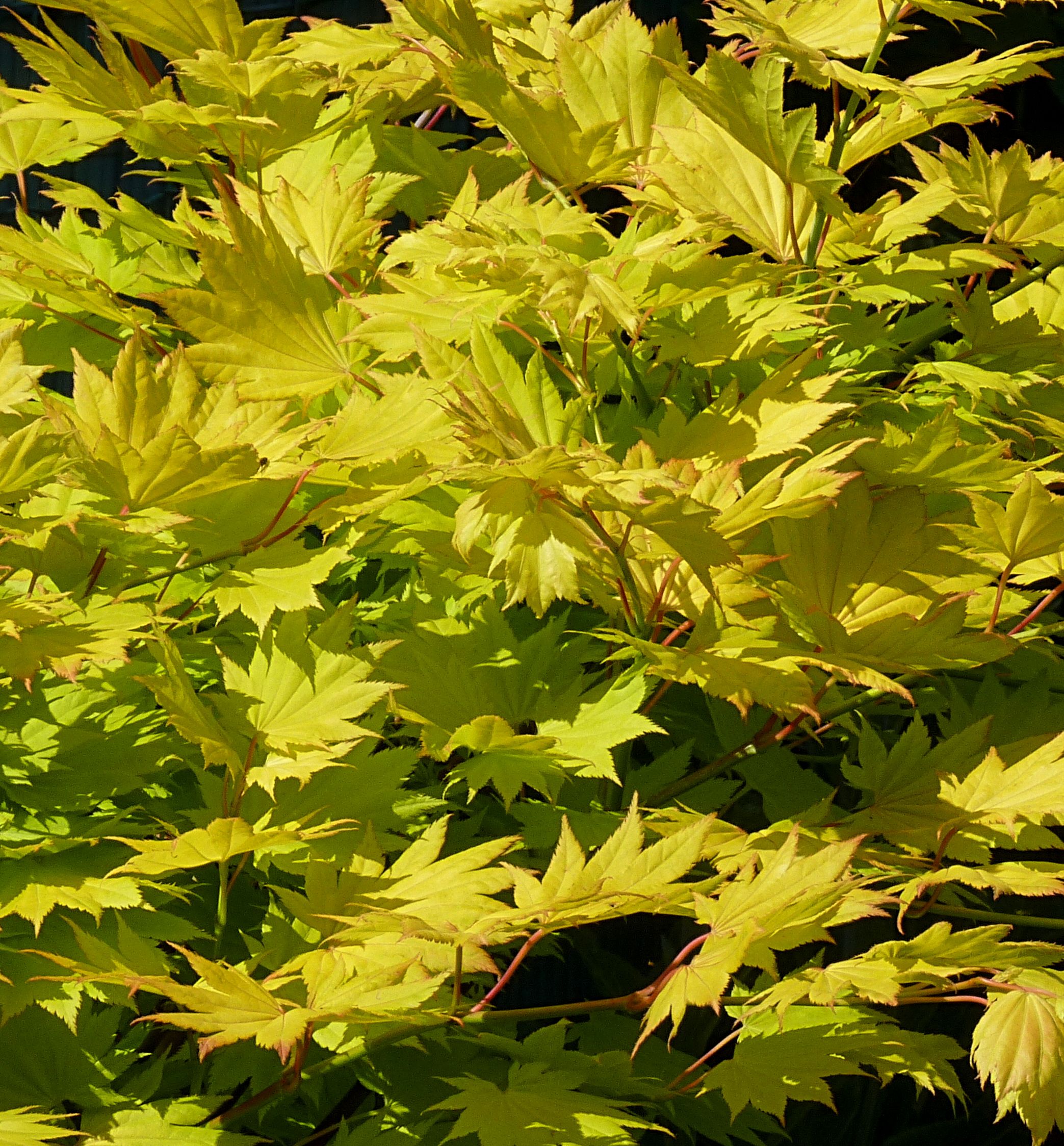 Golden Full Moon Maple | Natorp's Online Plant Store