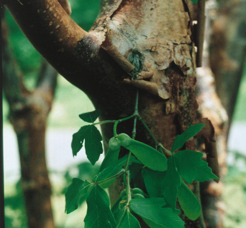 Paperbark Maple Multi-stem | Natorp's Online Plant Store