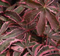 Shirazz Japanese Maple (Gwen's Rose Del) | Natorp's Online Plant Store