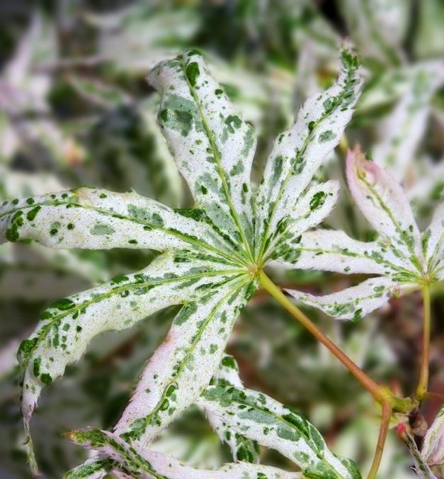 Ukigumo Japanese Maple (Floating Clouds) | Natorp's Online Plant Store