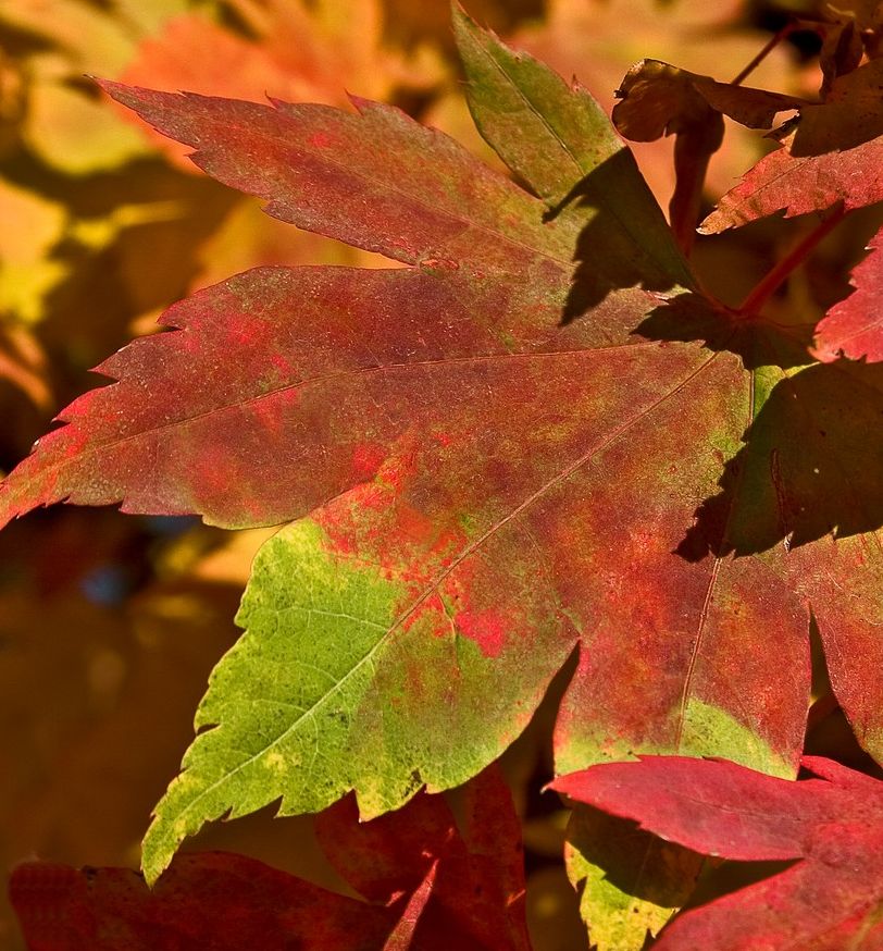 Korean Maple, Multi-Stem | Natorp's Online Plant Store