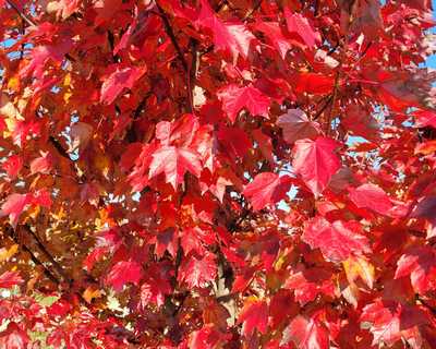 Brandywine Red Maple | Natorp's Online Plant Store