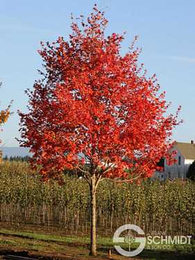 Flashfire® Sugar Maple | Natorp's Online Plant Store