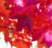 Fall Fiesta Sugar Maple | Natorp's Online Plant Store