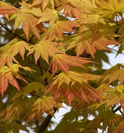 Autumn Moon Full Moon Japanese Maple | Natorp's Online Plant Store