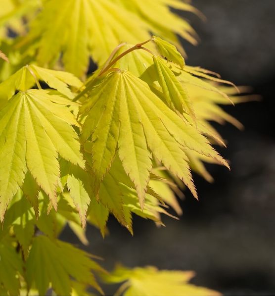 Jordan Full Moon Maple | Natorp's Online Plant Store
