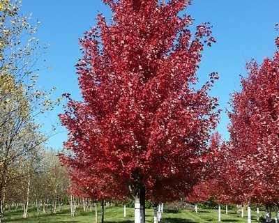 Autumn Blaze Freeman Maple | Natorp's Online Plant Store