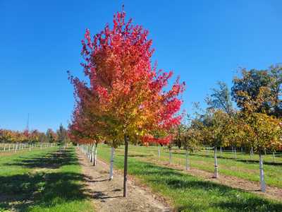 Firefall Freeman Maple | Natorp's Online Plant Store