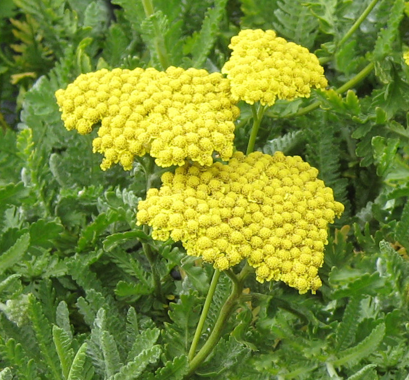 Moonshine Yarrow | Natorp's Online Plant Store