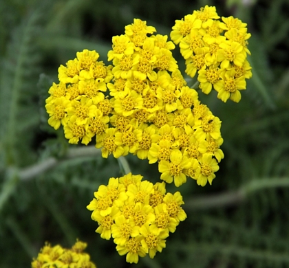Little Moonshine Yarrow | Natorp's Online Plant Store