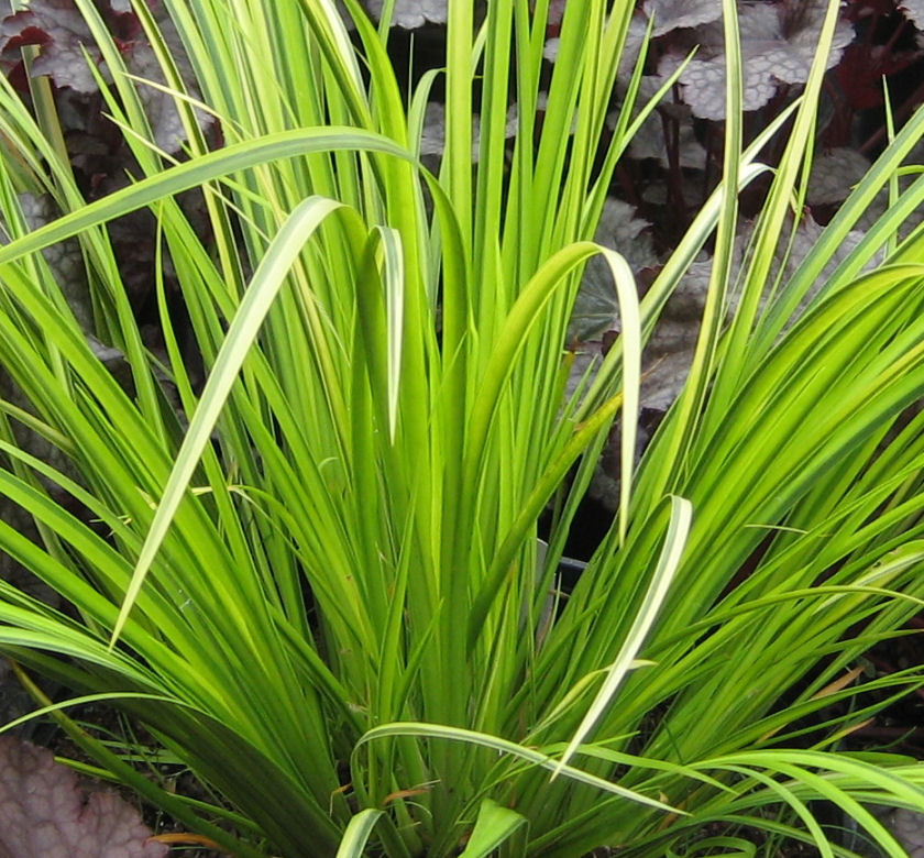 Golden Variegated Sweet Flag | Natorp's Online Plant Store