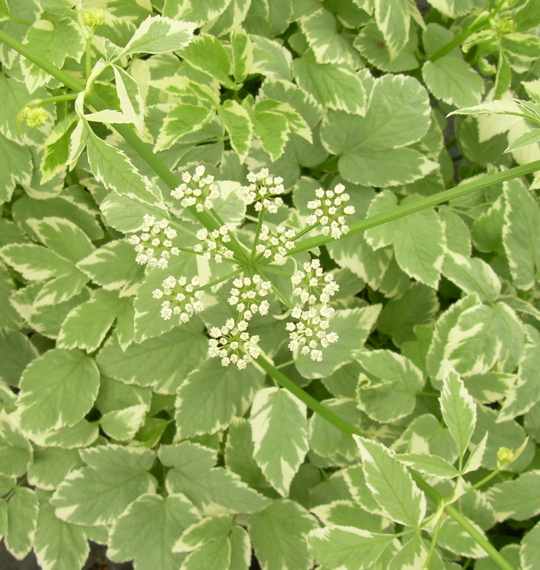 Variegated Bishop's Weed | Natorp's Online Plant Store