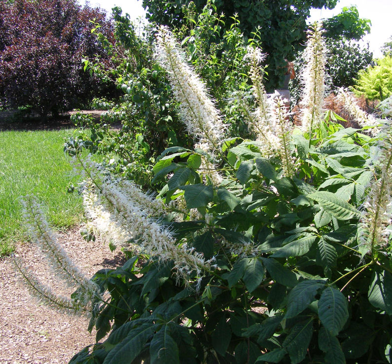 Bottlebrush Buckeye | Natorp's Online Plant Store