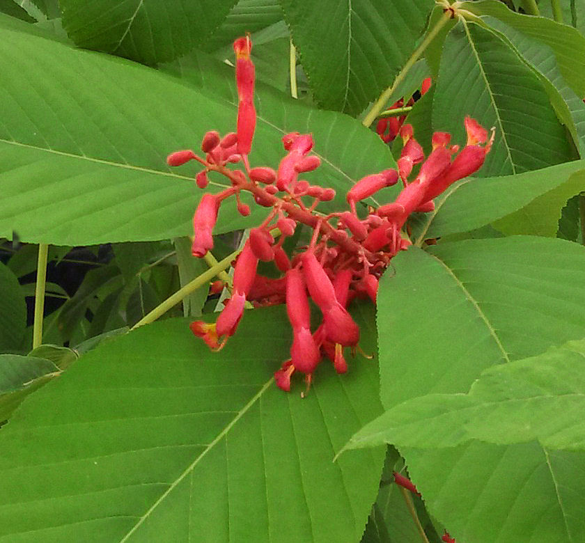 Red Buckeye Multi-stem | Natorp's Online Plant Store