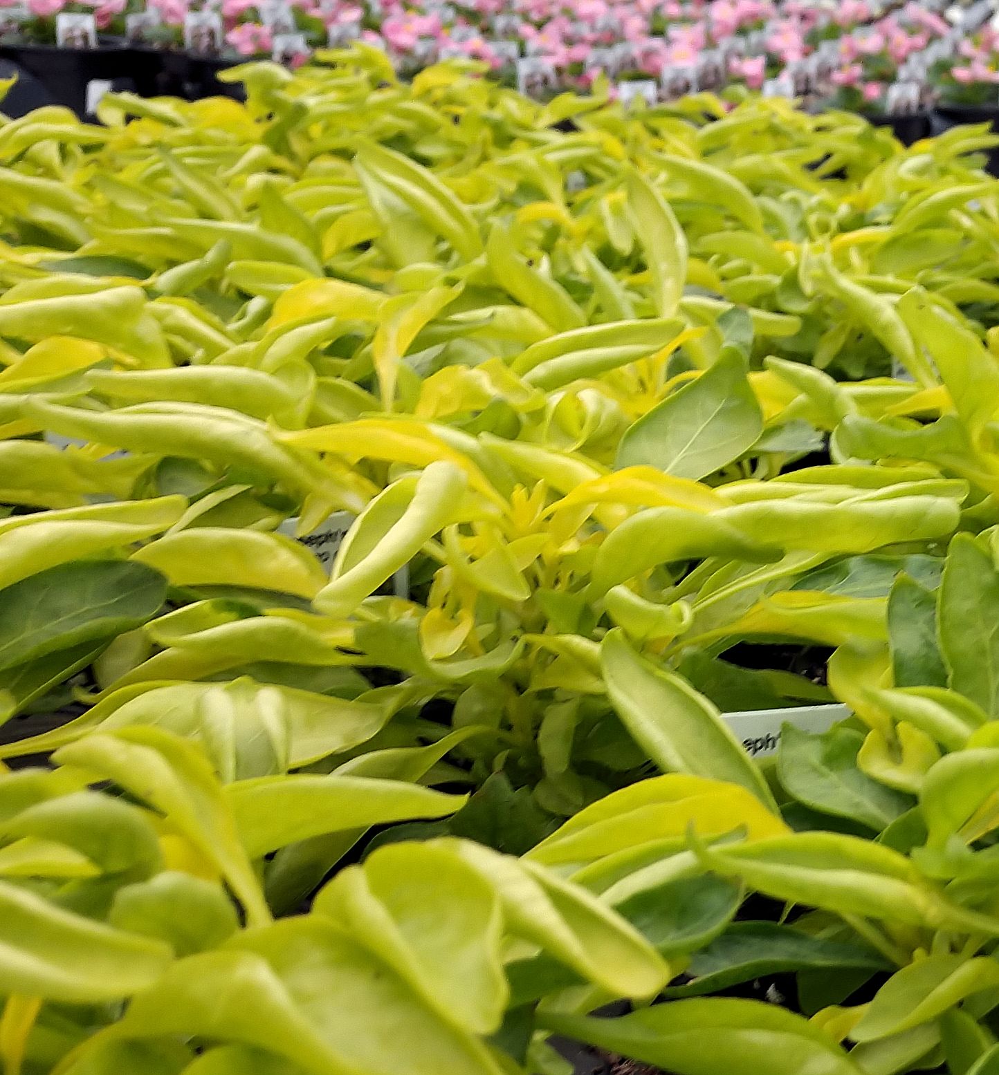 True Yellow Alternanthera | Natorp's Online Plant Store