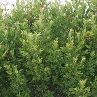 Rainbow Pillar® Serviceberry Tree Form | Natorp's Online Plant Store