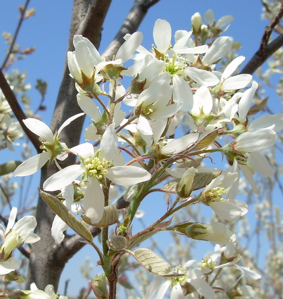 Autumn Brilliance Serviceberry Tree Form | Natorp's Online Plant Store