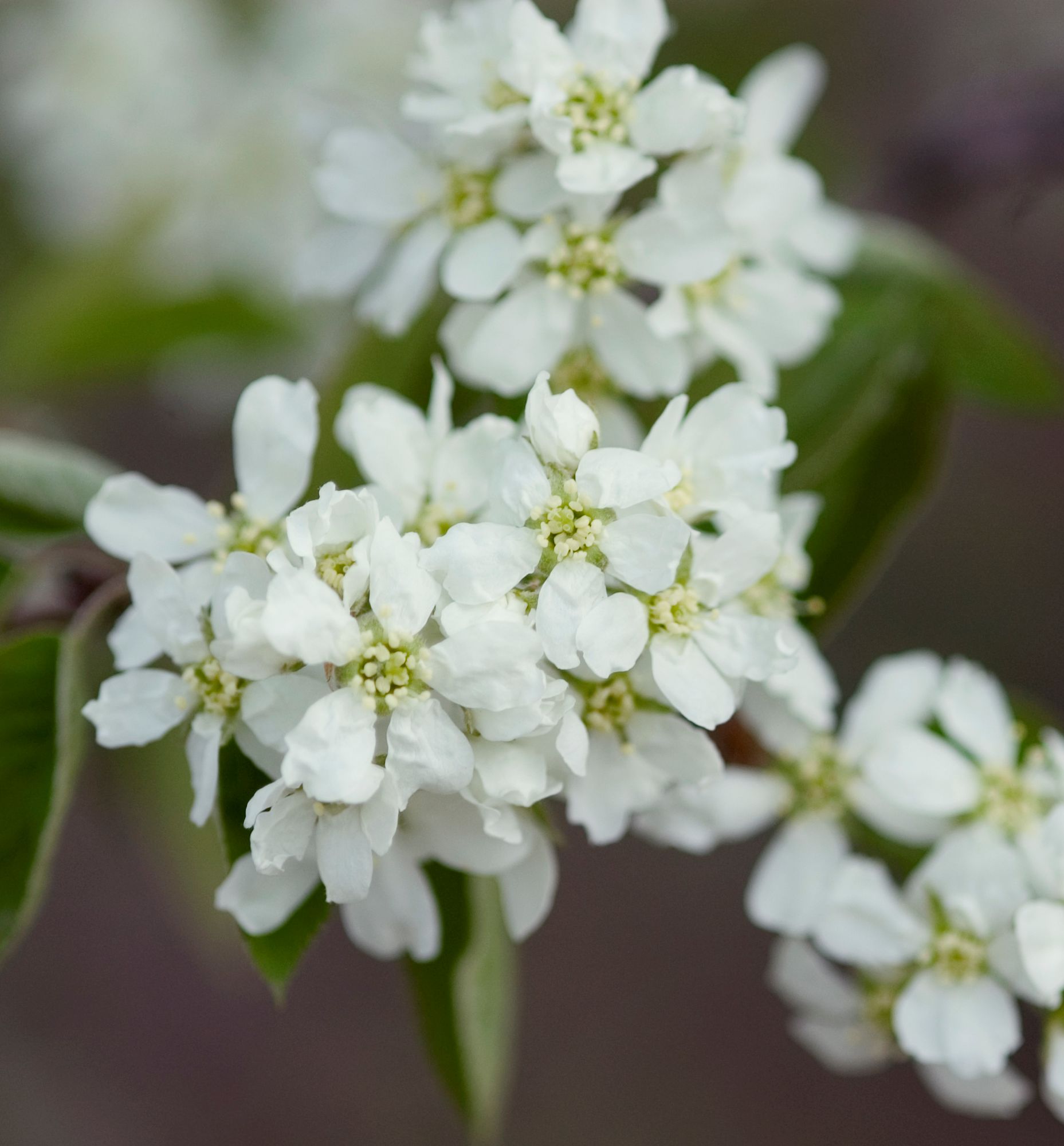 Alleghany Serviceberry Tree Form | Natorp's Online Plant Store