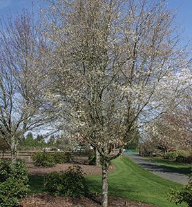 Cumulus Serviceberry Tree Form | Natorp's Online Plant Store