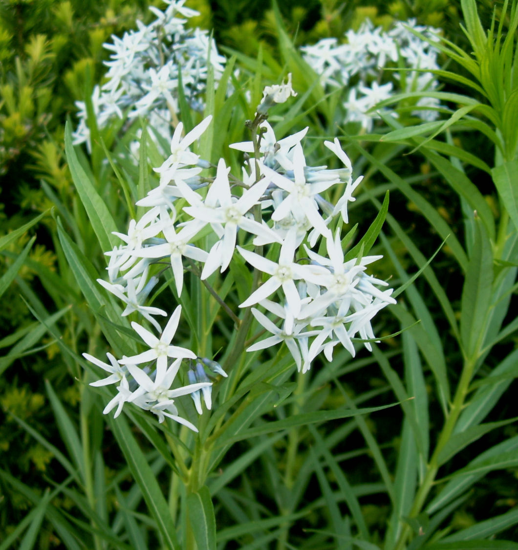 Blue Star (Hubricht's Blue Star) | Natorp's Online Plant Store