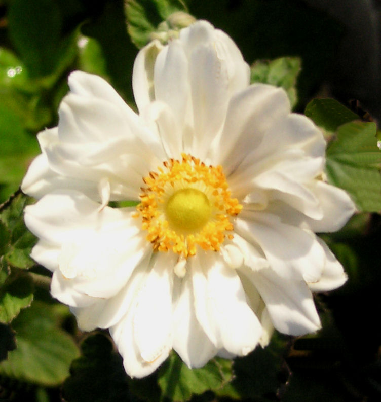Whirlwind Windflower | Natorp's Online Plant Store