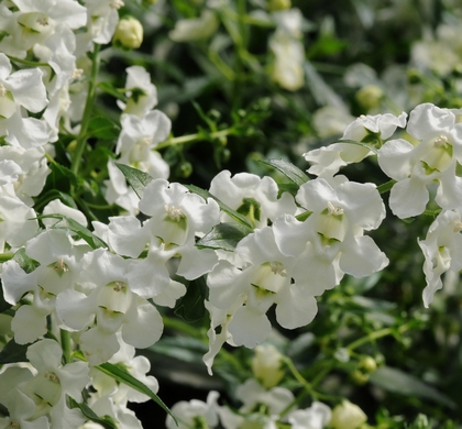 AngelMist® Spreading White SummerSnapdr | Natorp's Online Plant Store