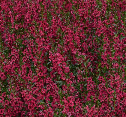 Archangel™ Cherry Red Summer Snapdragon | Natorp's Online Plant Store