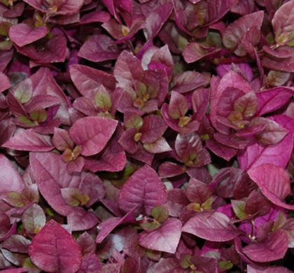 Little Ruby Alternanthera | Natorp's Online Plant Store