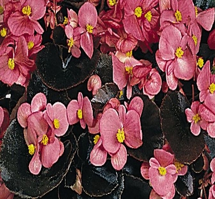 Cocktail Gin semp. Begonia | Natorp's Online Plant Store