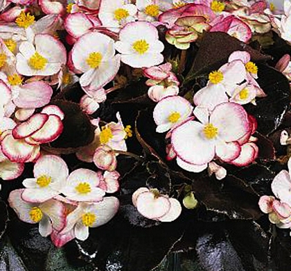 Cocktail Vodka Fibrous Begonia | Natorp's Online Plant Store